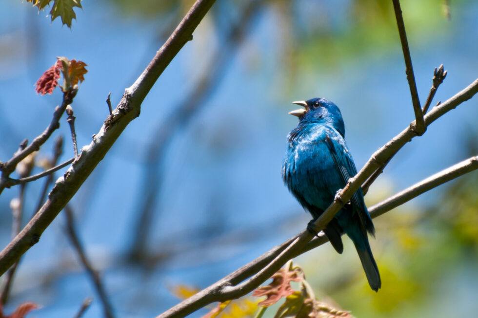 Bird Friendly Hedge Plants and Shrubs for Garden - BackyardPatioLife