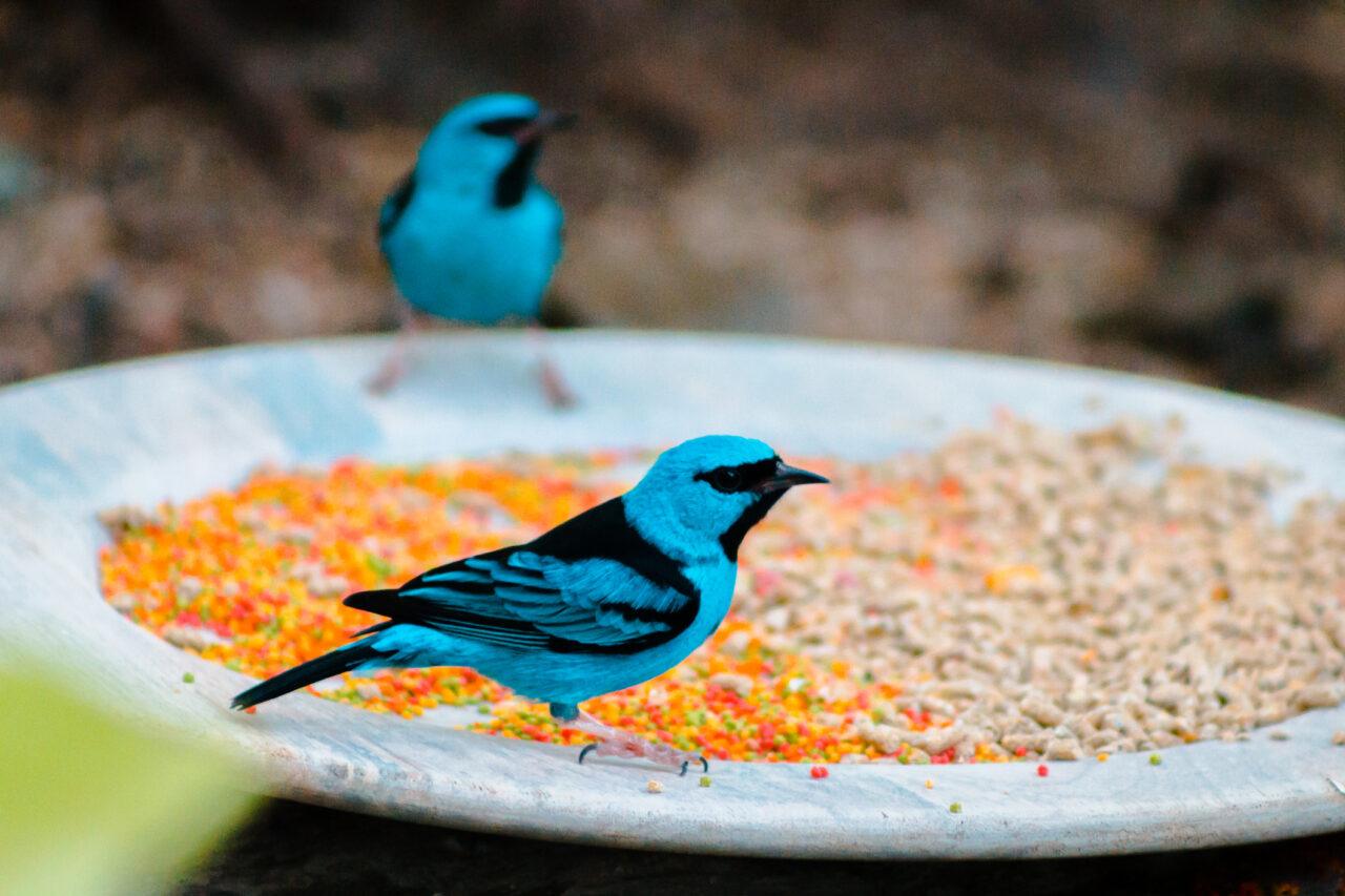 How to Attract Birds to Your Garden - BackyardPatioLife
