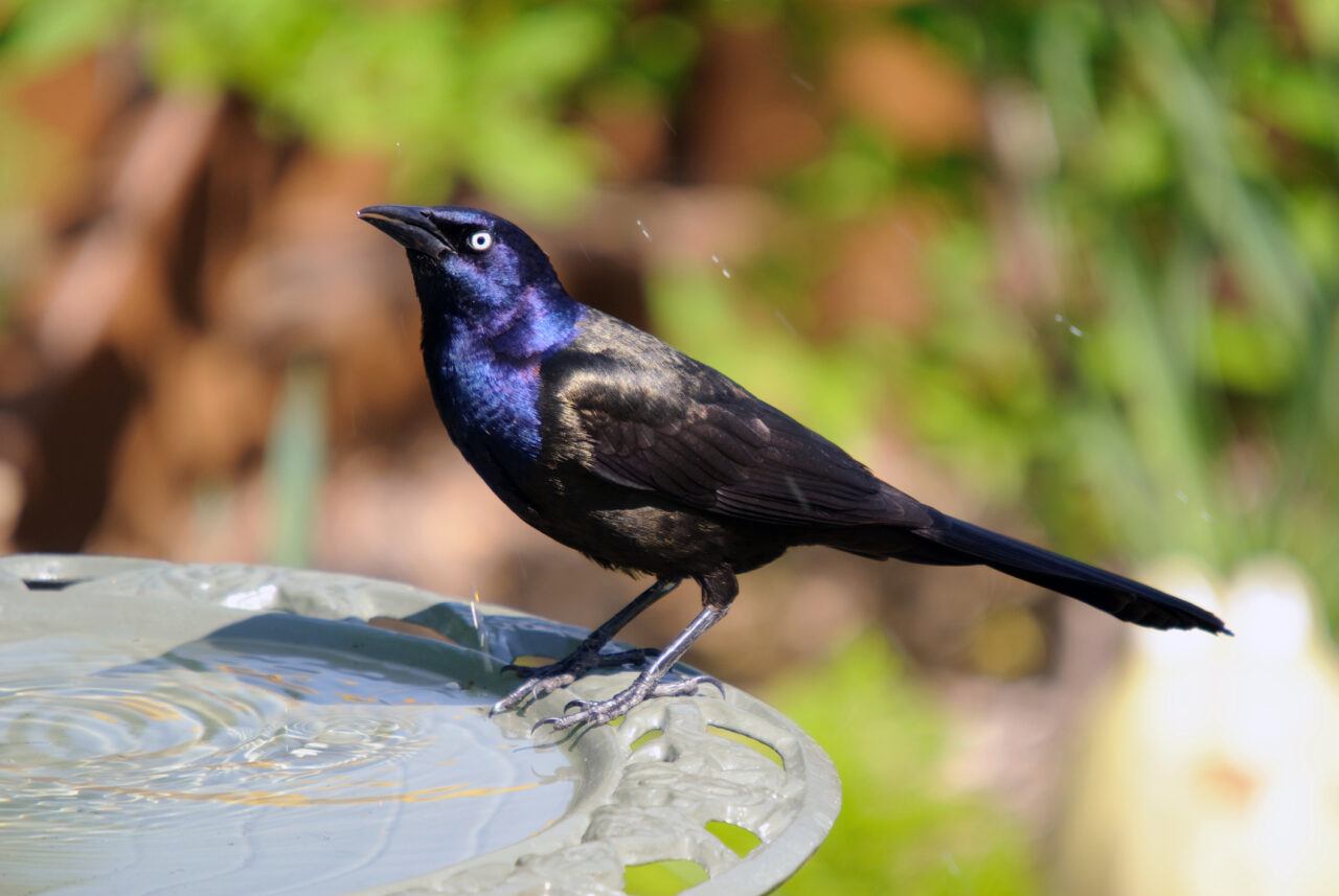 How to Attract Birds to Your Garden - BackyardPatioLife
