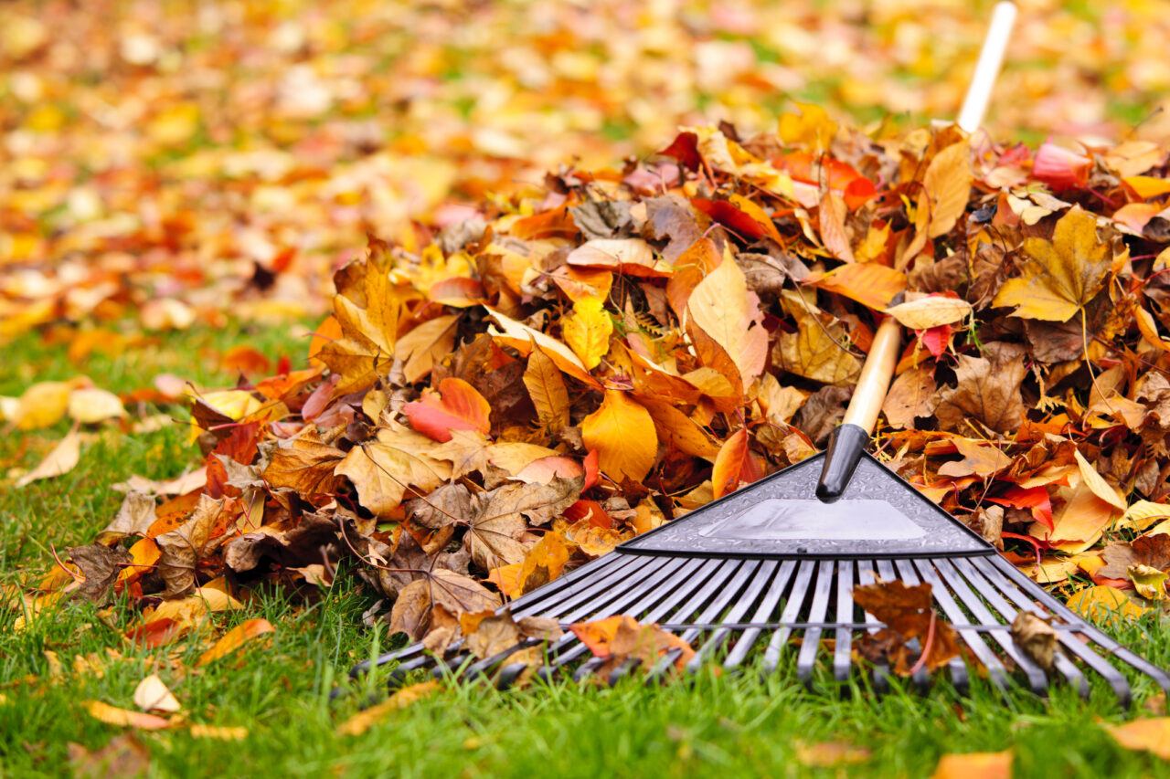 Fall Tree Care Tips - BackyardPatioLife