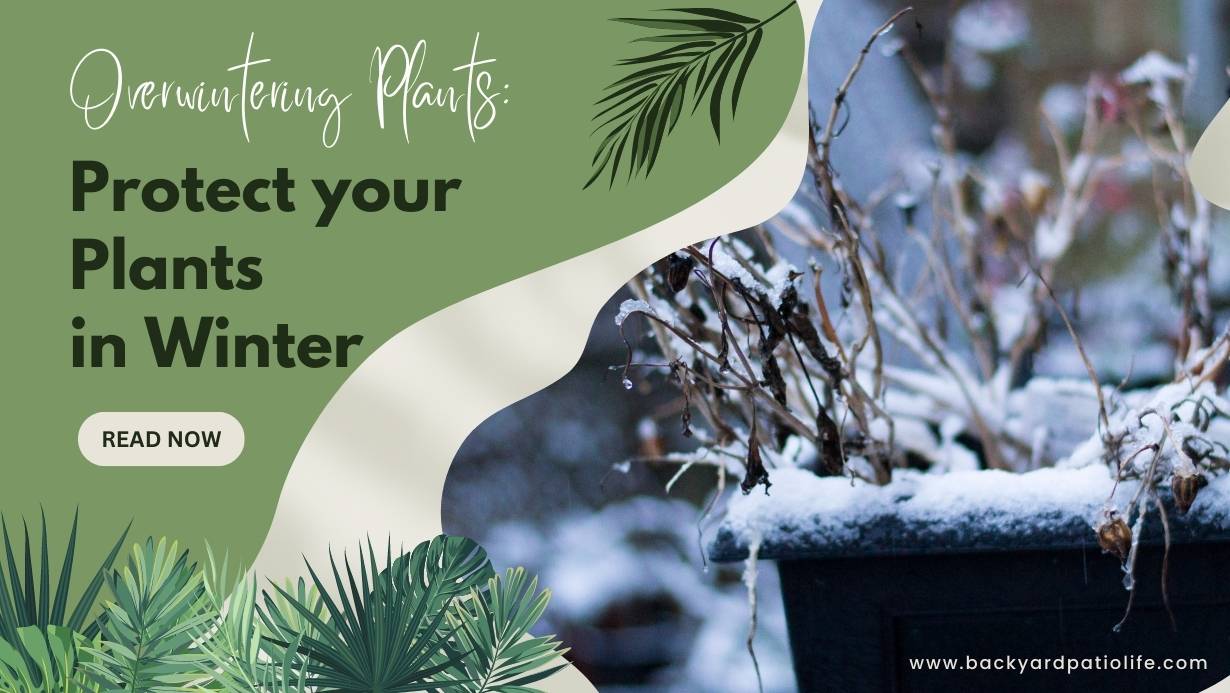 Overwintering Plants: Protect your Plants in Winter - BackyardPatioLife Overwintering Plants: Protect your Plants in Winter - BackyardPatioLife