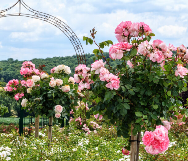 Growing Rose Trees: History, Planting, Caring & Pruning Tips